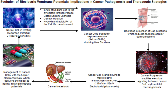 Evolution of Bioelectric Membrane Potentials: Implications in Cancer ...