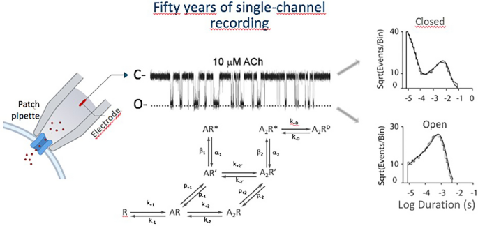 Celebrating 50 Years of Single-Channel Recording with the Patch Clamp ...