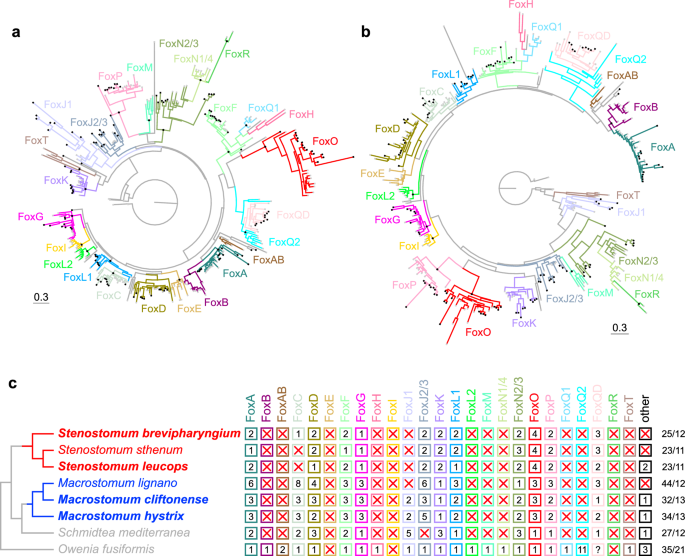 Evidence for Multiple Independent Expansions of Fox Gene Families ...