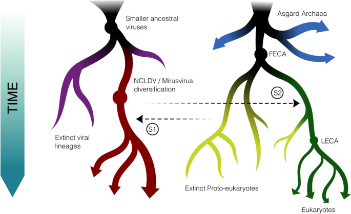 Ancient Host-Virus Gene Transfer Hints at a Diverse Pre-LECA Virosphere ...