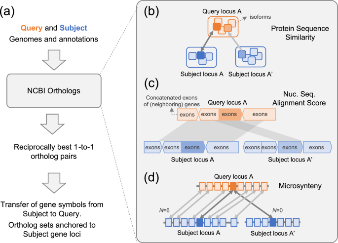 NCBI Orthologs: Public Resource and Scalable Method for Computing High ...