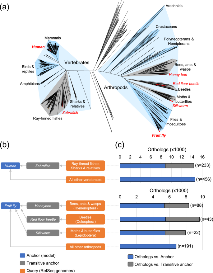 NCBI Orthologs: Public Resource and Scalable Method for Computing High ...