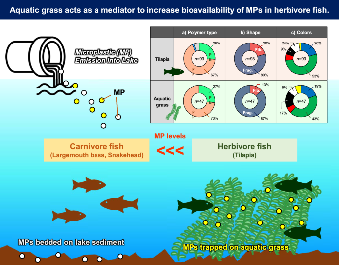 Aquatic Plant Mediates Microplastic Bioavailability in Herbivorous ...