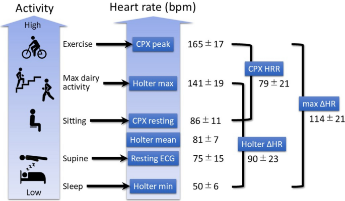 Influence of Heart Rate on Hemodynamics in Fontan Circulation ...