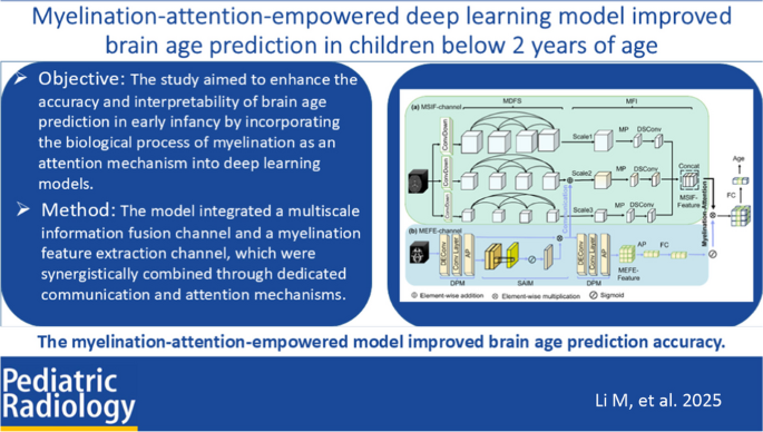 Myelination-attention-empowered deep learning model improved brain age ...