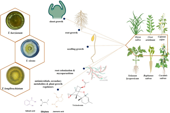Harnessing Trichoderma Mycoparasitism as a Tool in the Management of Soil Dwelling Plant ...