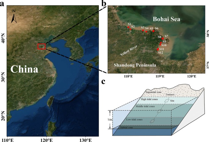 Spatial Patterns of Microbial Communities in Intertidal Sediments of ...