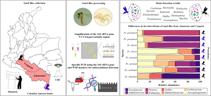 Structure and Diversity of the Microbiome in Amazonian Sand Flies ...