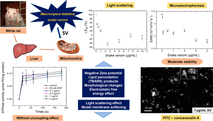 Mitochondrial alterations induced by Macrovipera lebetina venom ...