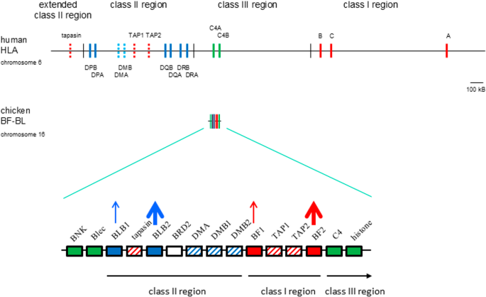 Can the simple chicken MHC provide insight into the balance of ...