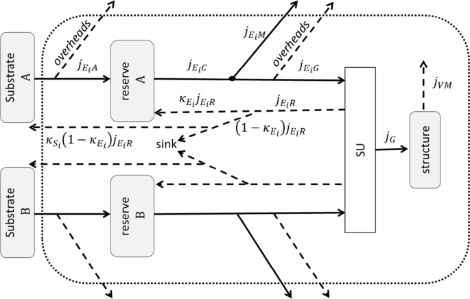 Dynamic Energy Budget model for E. coli growth in carbon and nitrogen ...