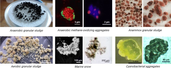 Mechanisms of microbial co-aggregation in mixed anaerobic cultures ...