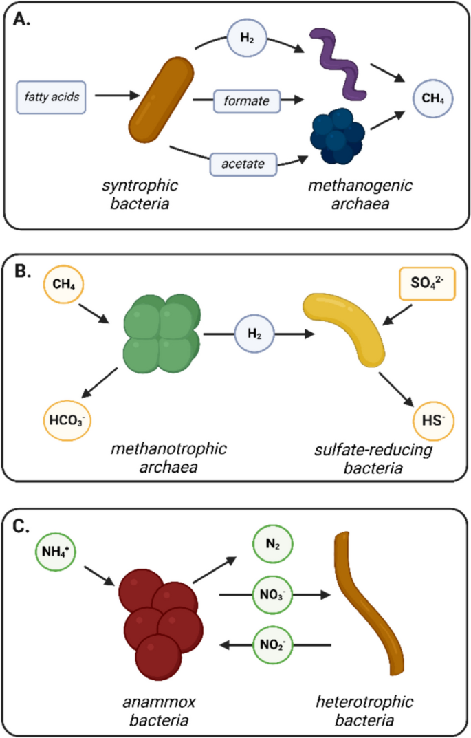 Mechanisms of microbial co-aggregation in mixed anaerobic cultures ...