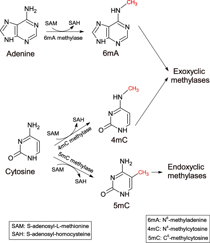 Bacterial DNA methylases as novel molecular and synthetic biology tools ...