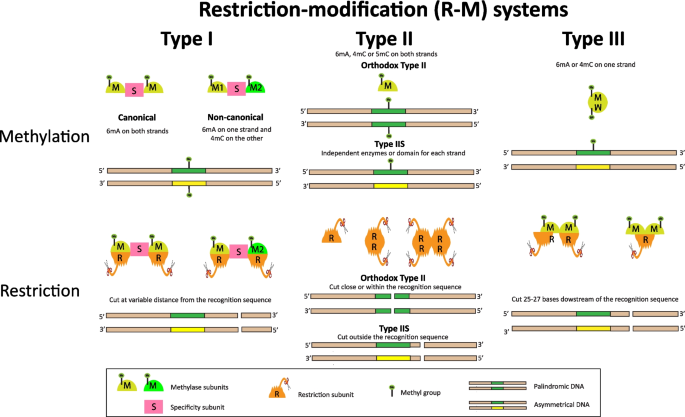 Bacterial DNA methylases as novel molecular and synthetic biology tools ...