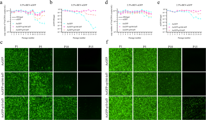 Enhancement of exogenous protein stability in AcMNPV by overexpressing ...