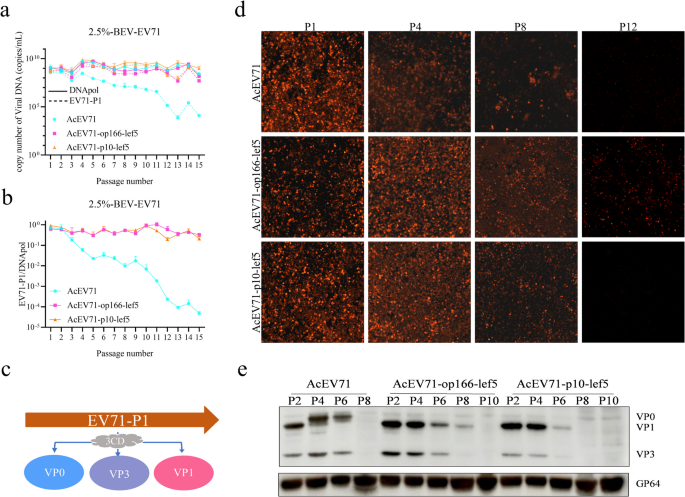 Enhancement of exogenous protein stability in AcMNPV by overexpressing ...