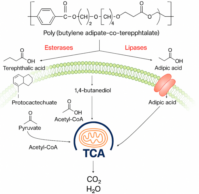 Microorganisms and enzymes involved in polybutylene adipate ...
