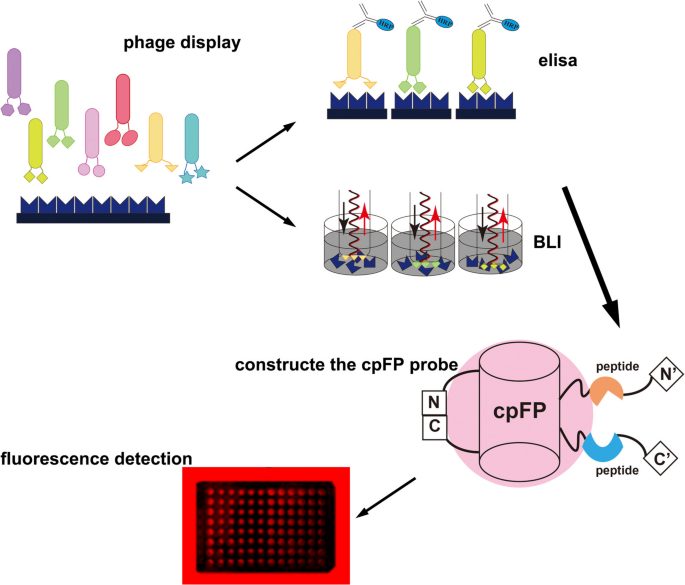 Genetically encoded fluorescent probes to assist in the diagnosis of ...
