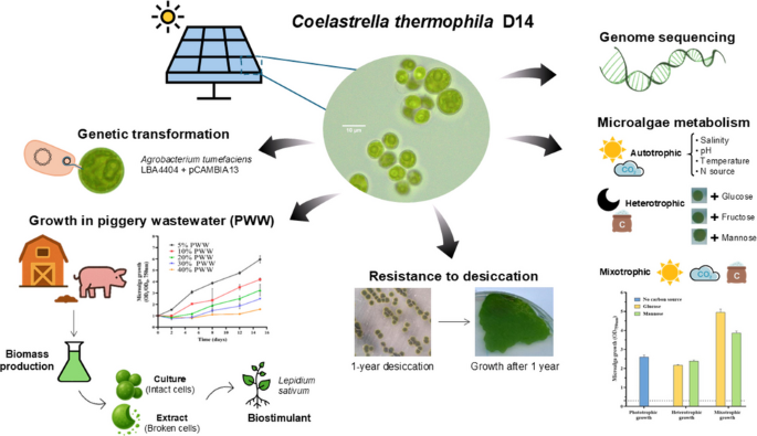 A solar panel-origin microalga, Coelastrella thermophila D14, with high ...