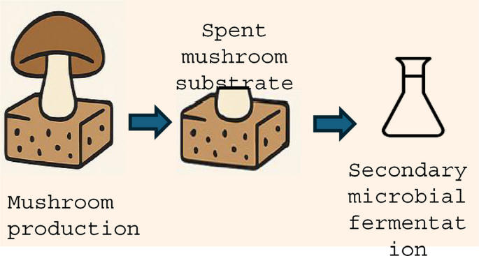Valorisation of spent mushroom substrate by secondary microbial ...