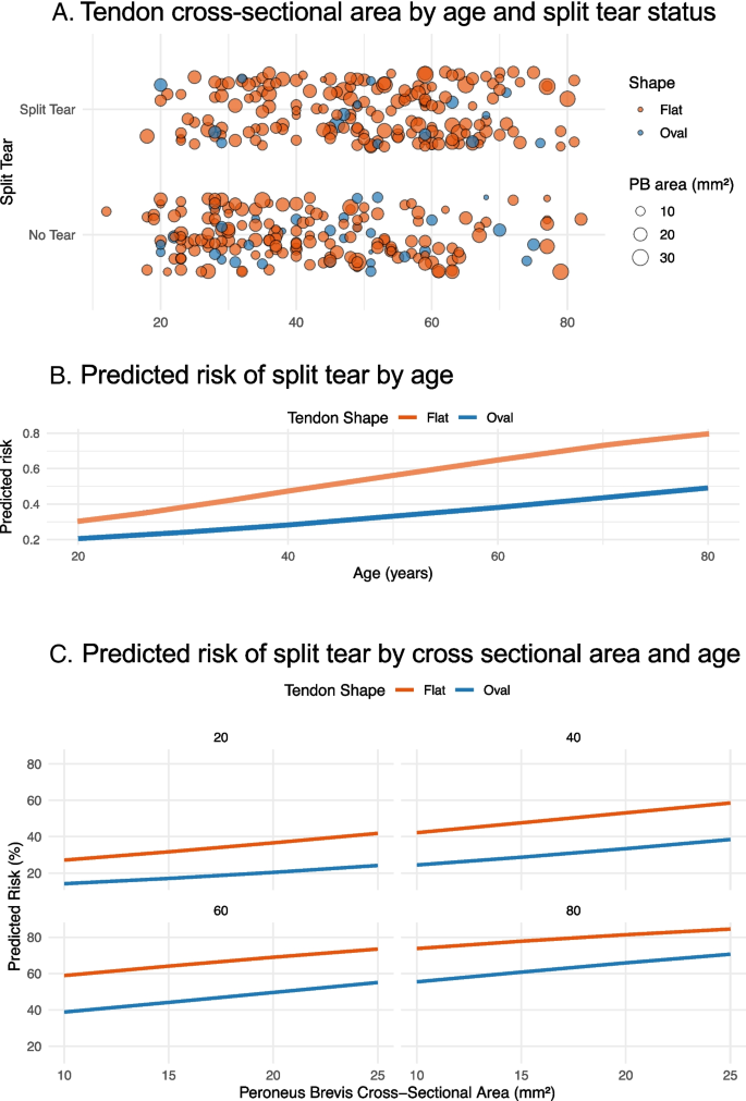 Association between flat variants of the peroneus brevis tendon and ...
