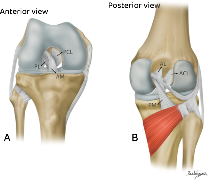 Diagnosis and imaging assessment of partial anterior and posterior ...