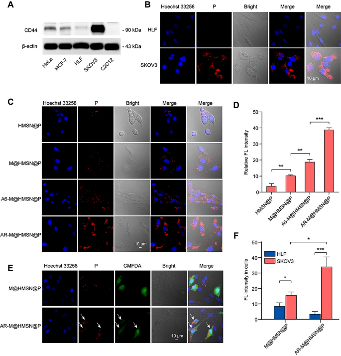 Surface-engineered erythrocyte membrane-camouflage fluorescent bioprobe ...