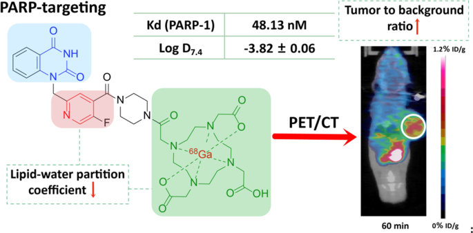 Quinazoline-2,4(1 H,3 H)-dione Scaffold for development of a novel PARP ...