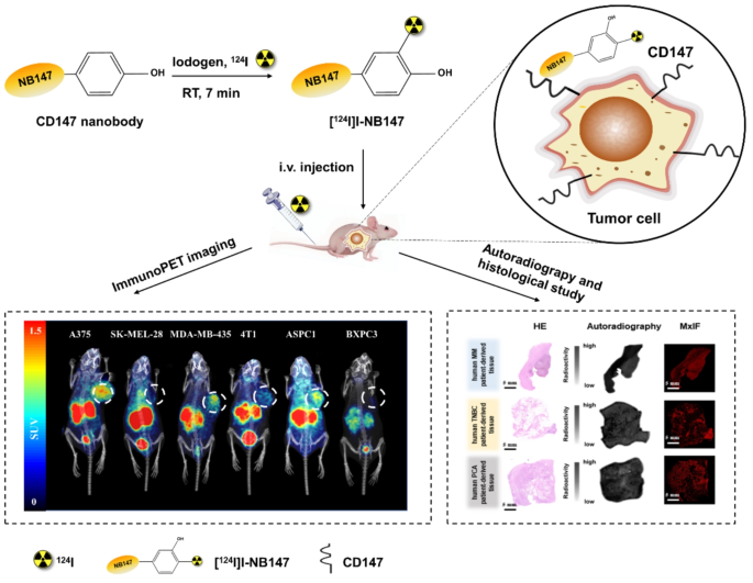 Radioiodinated Nanobody immunoPET probe for in vivo detection of CD147 ...