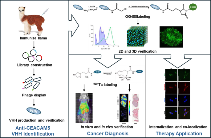 Development of a novel anti-CEACAM5 VHH for SPECT imaging and potential cancer therapy ...