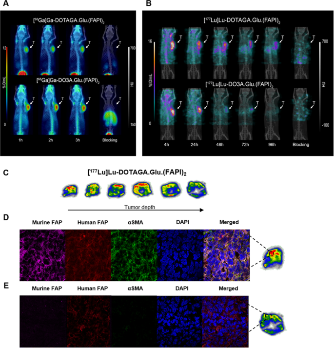 Preclinical evaluation of DOTAGA.Glu.(FAPI)2 and DO3A.Glu.(FAPI)2 as ...