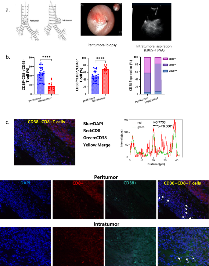 High CD38 expression defines a mitochondrial function-adapted CD8+ T ...