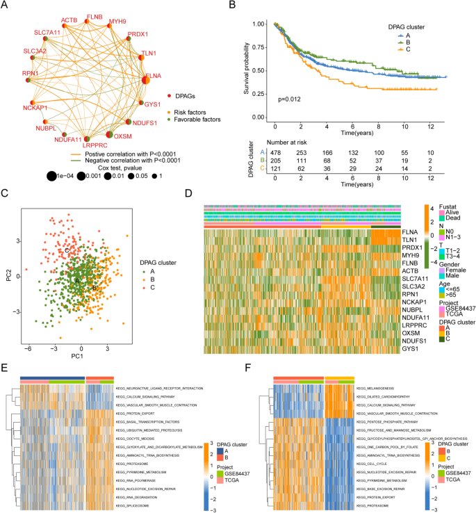 Comprehensive analysis and experimental validation of disulfidptosis ...