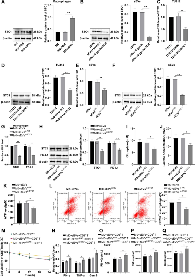 STC1 encapsulated in small extracellular vesicles from laryngeal ...