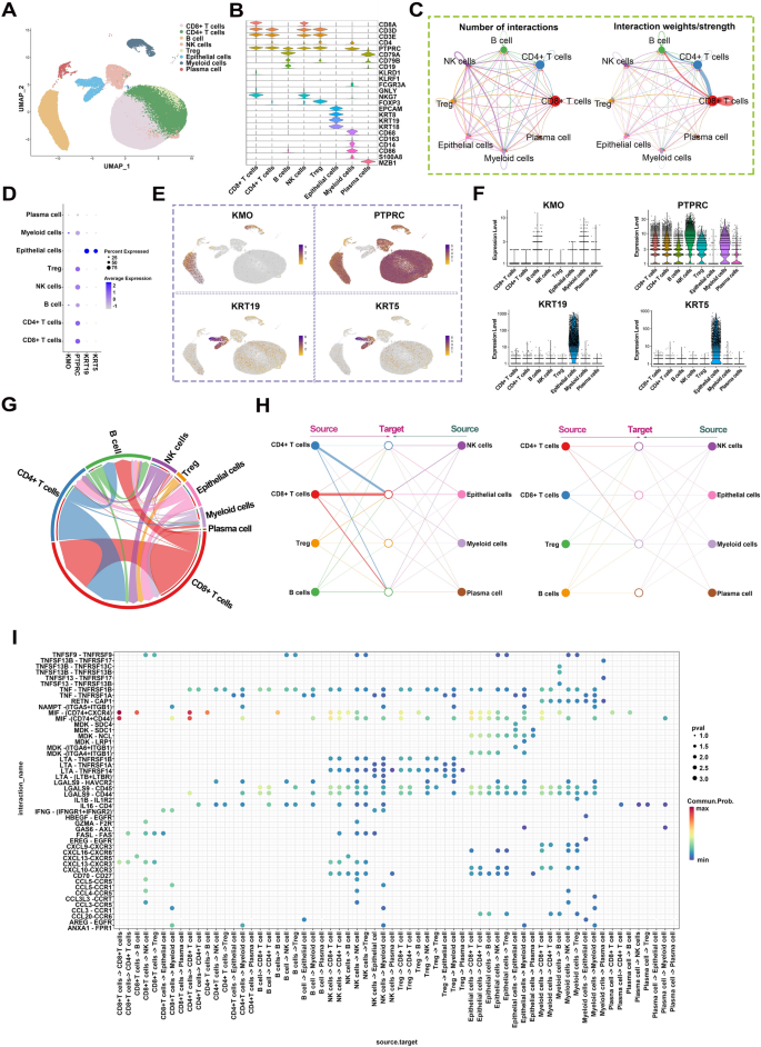KMO-driven metabolic reconfiguration and its impact on immune cell ...