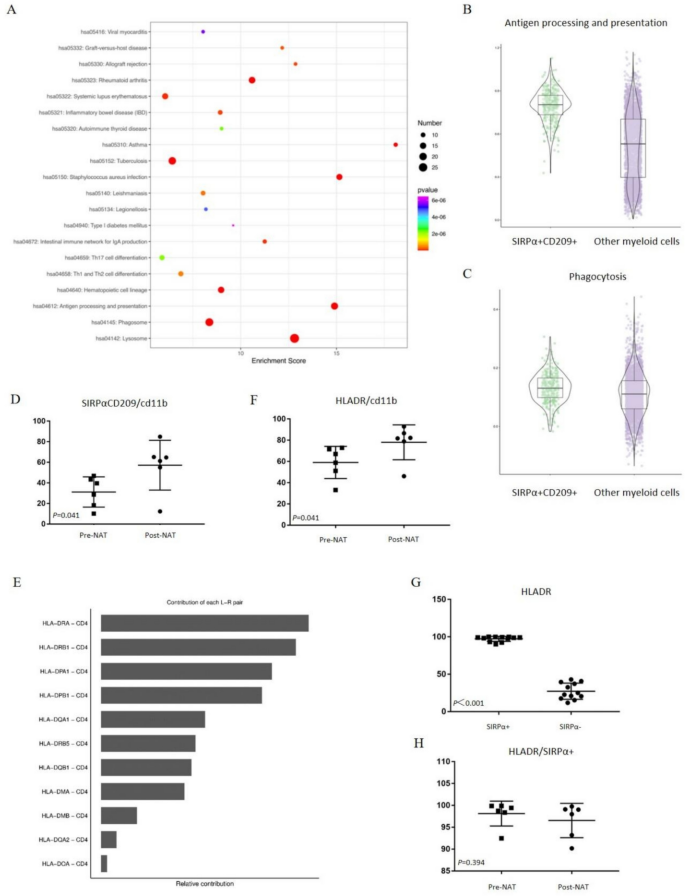 SIRPα + CD209 + cell: a specialized antigen-presenting cell that ...