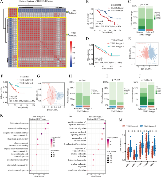 The single-cell atlas of colorectal cancer reveals cellular ...