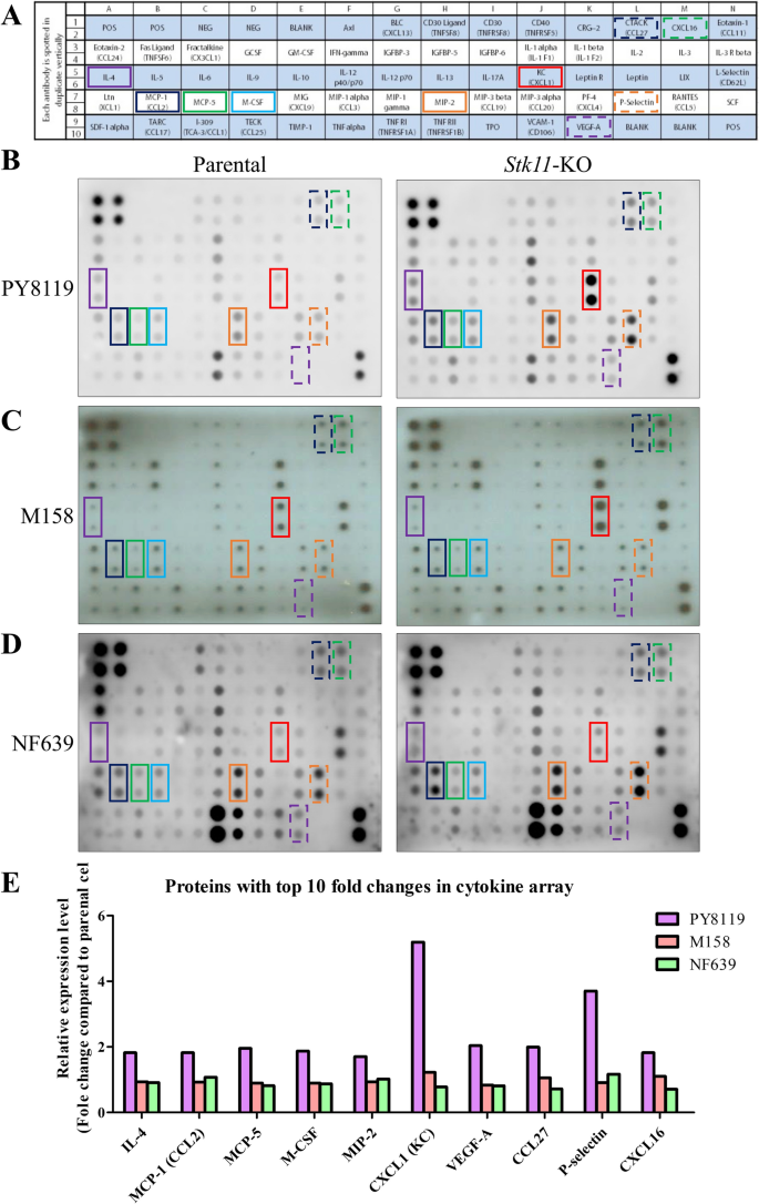 Suppression of STK11 induces expansion of polymorphonuclear myeloid ...