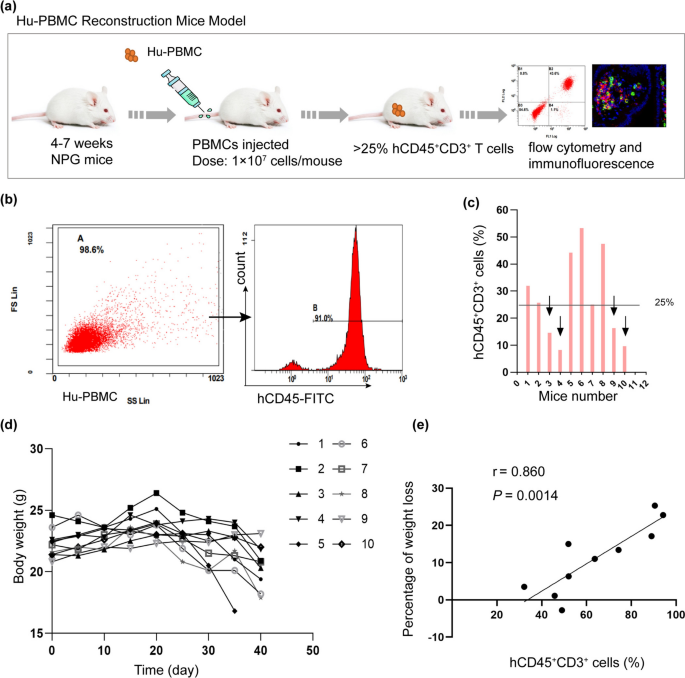 Construction and application of a humanized mouse model for prostate ...