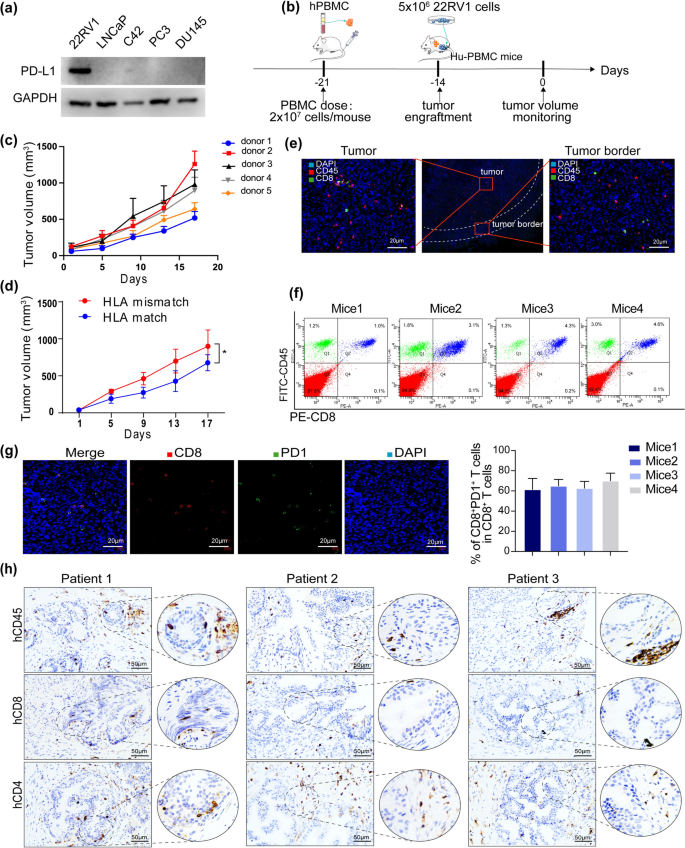 Construction and application of a humanized mouse model for prostate ...