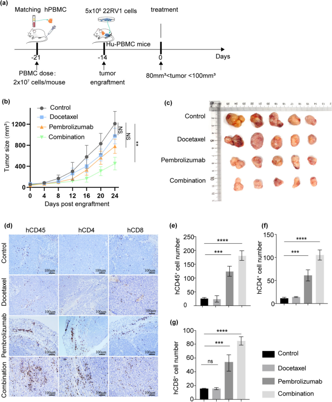 Construction and application of a humanized mouse model for prostate ...