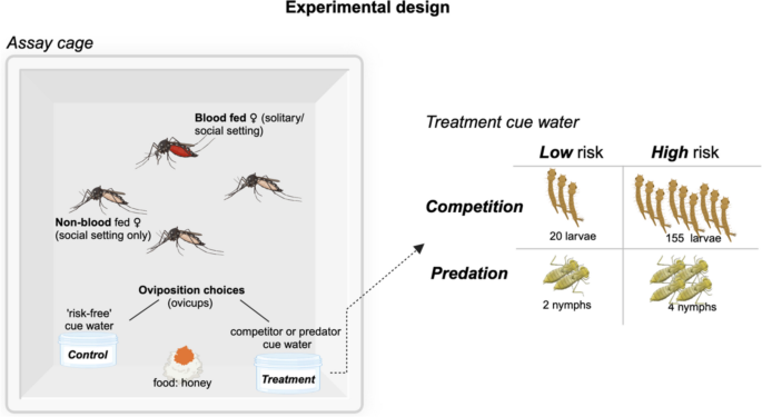 Social clues in risky pools: Perceived conspecific rivals modify ...