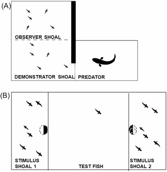 Intra- and inter-species information transfer aids tropical fish shoals ...