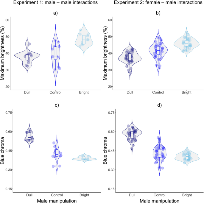 Dual function of blue belly patches in the mesquite lizard | Behavioral ...