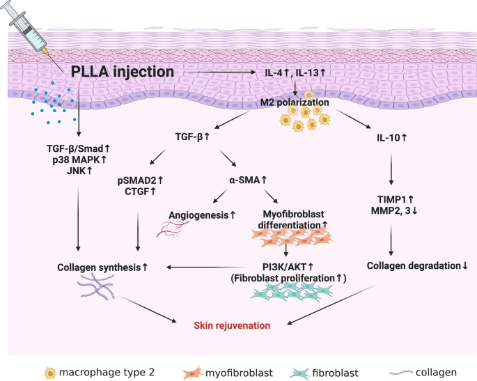Polylactic Acid-Based Polymers Used for Facial Rejuvenation: A ...