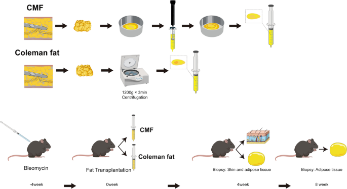 Concentrated Micronized Fat Ameliorates Skin Fibrosis in Bleomycin ...