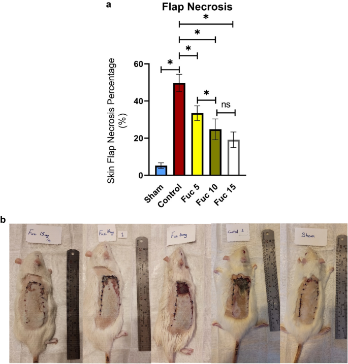 The Role of Fucoidan Polysaccharide in Enhancing Skin Flap Survival by ...