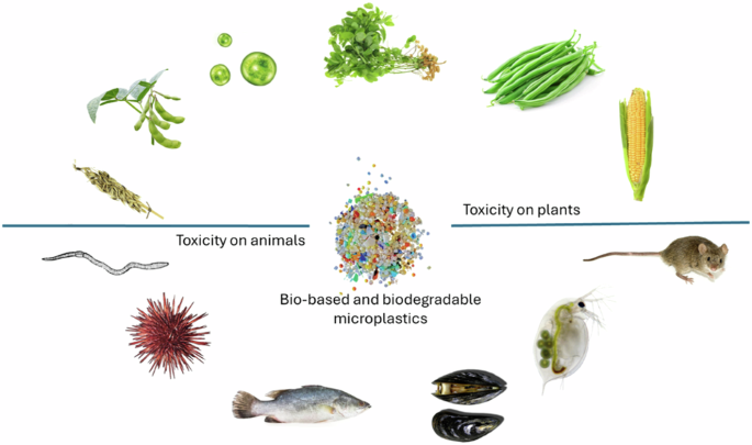 Ecotoxicity of Biodegradable Microplastics and Bio-based Microplastics ...