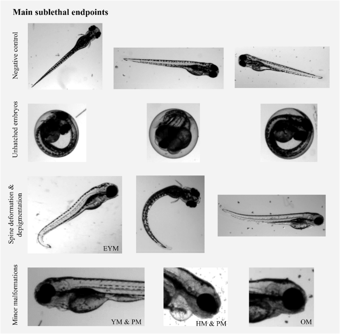 Zebrafish Embryo Model as a Tool for Ecotoxicological Studies in ...